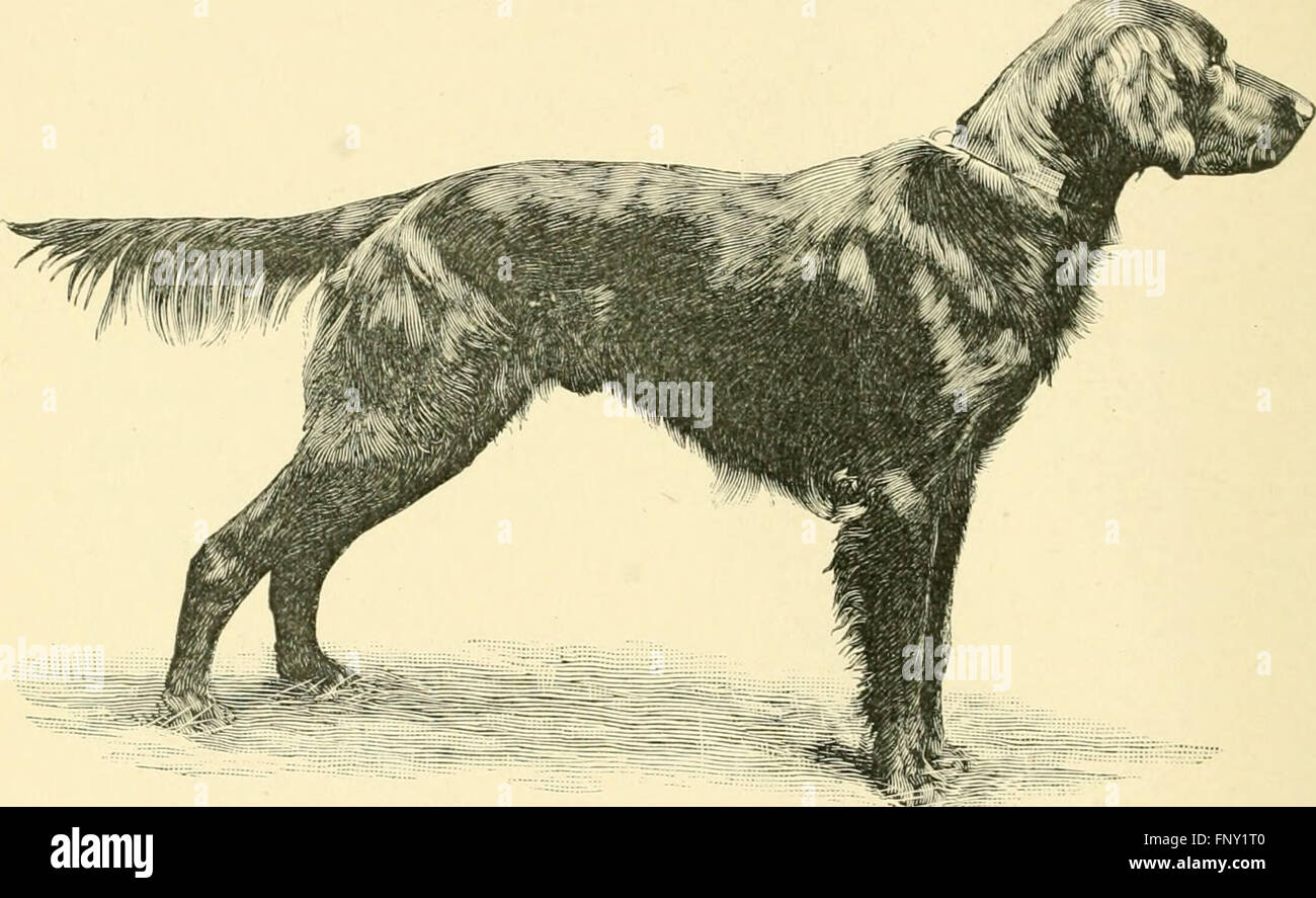 This 1891 book explores the history, characteristics, and care of dog ...