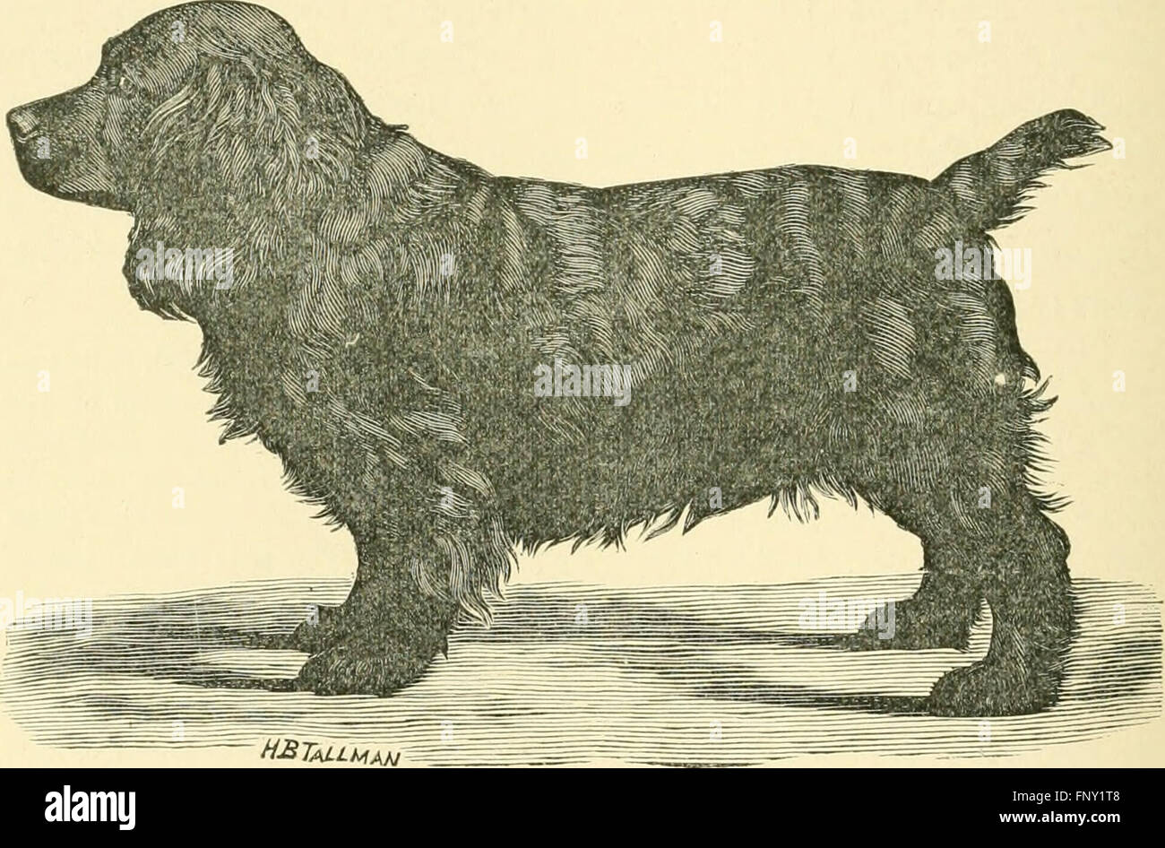 This book from 1891 provides a comprehensive overview of the dog ...