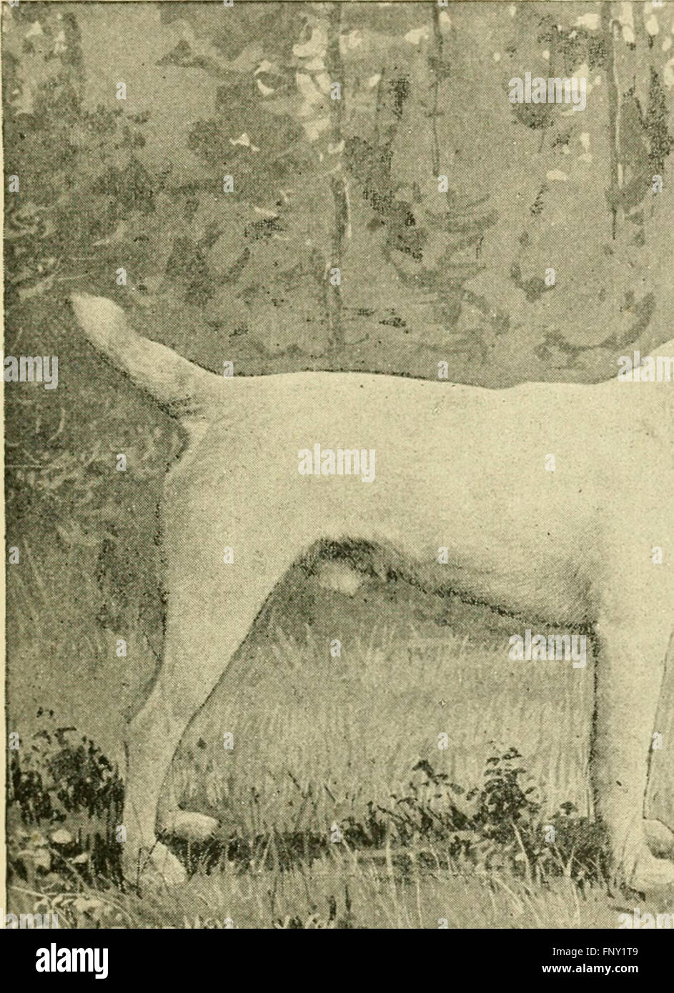 This 1891 book details the origin and development of various dog breeds ...