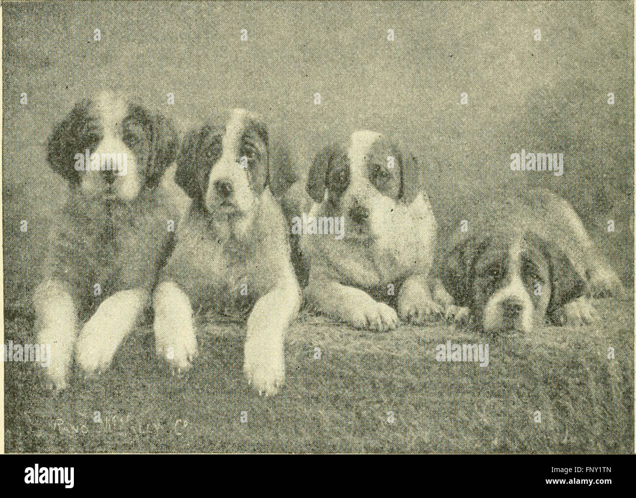 This 1891 book covers comprehensive information on dogs, including ...