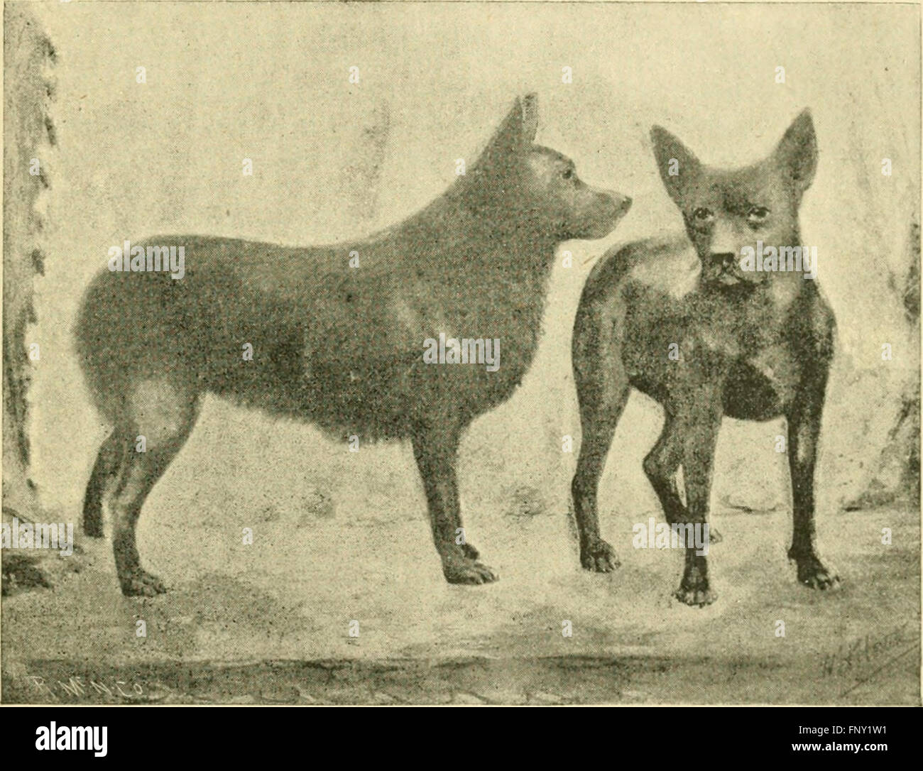 This 1891 book covers the origin, development, characteristics, and ...