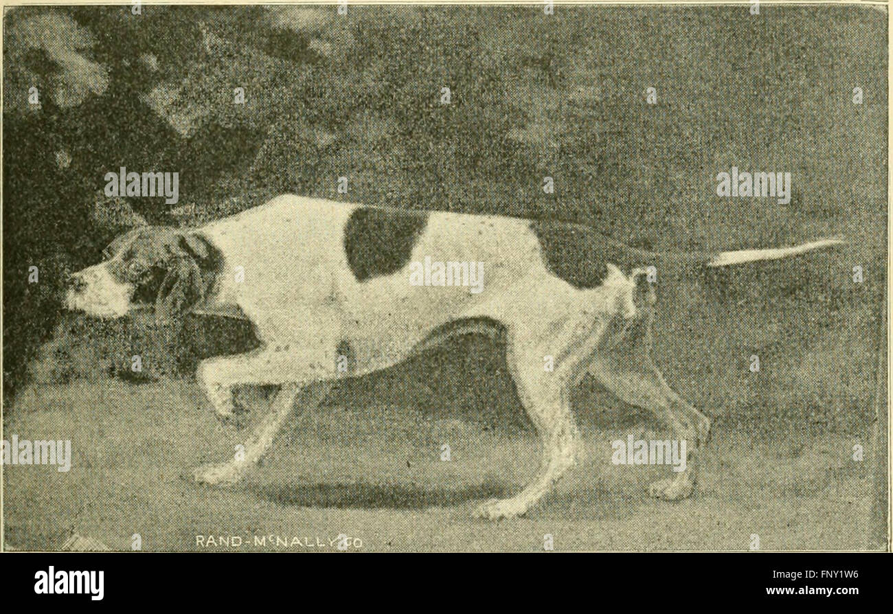The American book of the dog. The origin, development, special ...