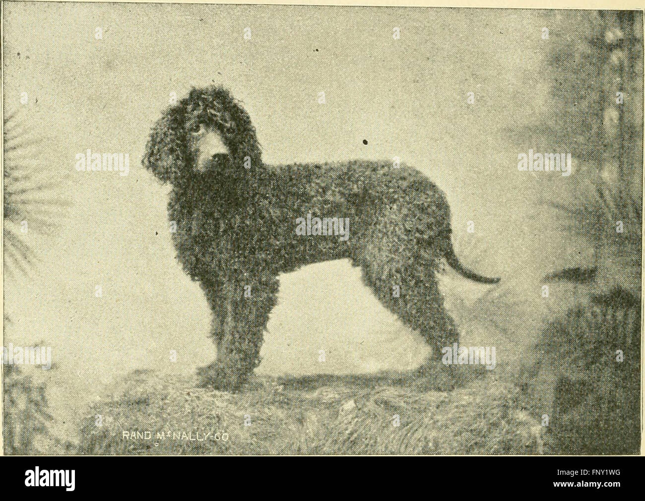 This 1891 work offers comprehensive details on all breeds of dogs ...
