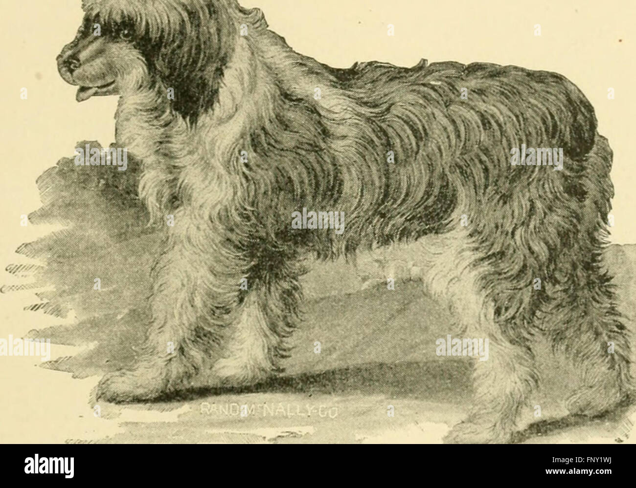 This 1891 book provides a comprehensive overview of dog breeds ...