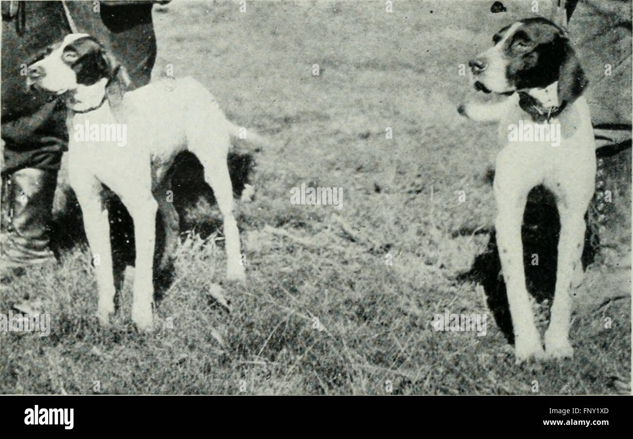 This 1919 book details the development of modern hunting dog breeds ...