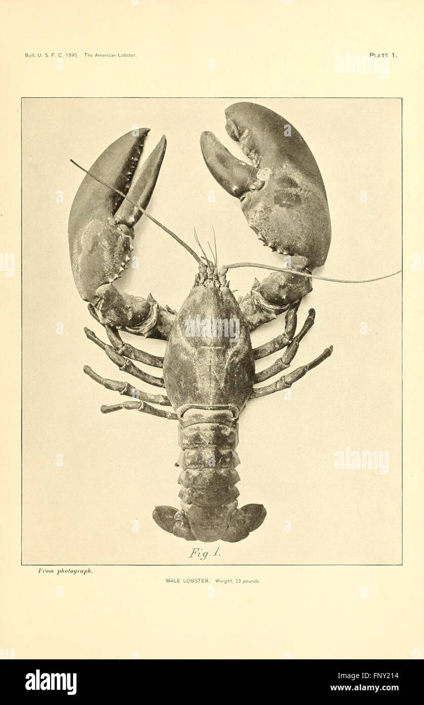 Plate 1 of 'The American Lobster' provides an illustration and ...