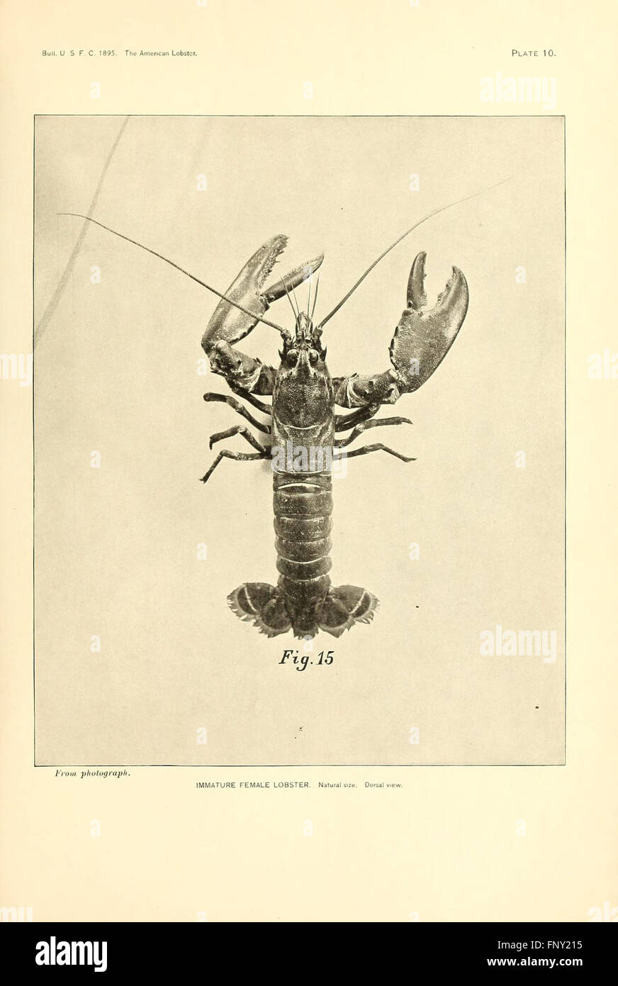 Plate 10 of 'The American Lobster' illustrates the anatomy and ...