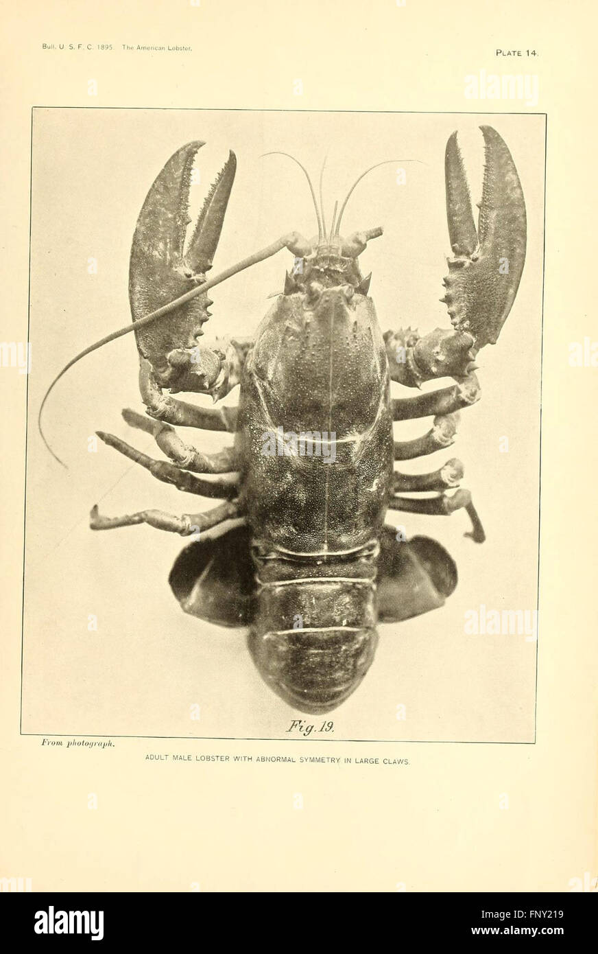 This natural history study examines the American lobster, detailing its ...