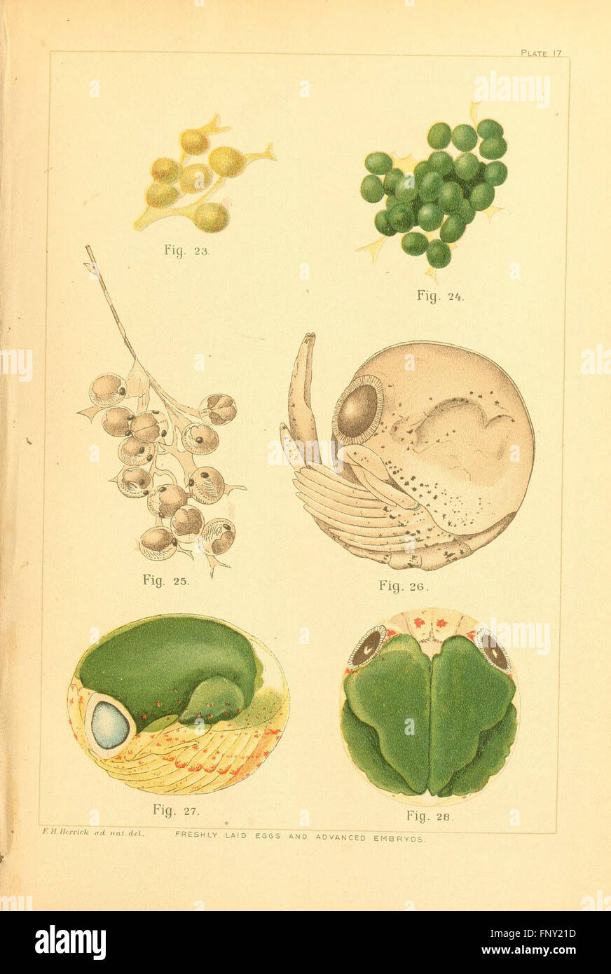 A detailed illustration of the American lobster, showcasing its ...