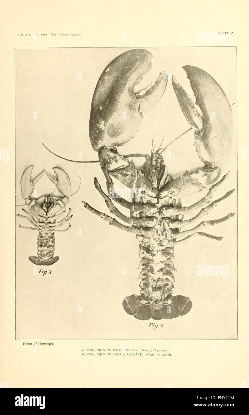 This study focuses on the American lobster, providing detailed ...