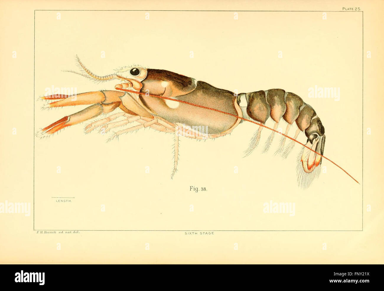 The American Lobster (Plate 25) is a detailed illustration and study of ...