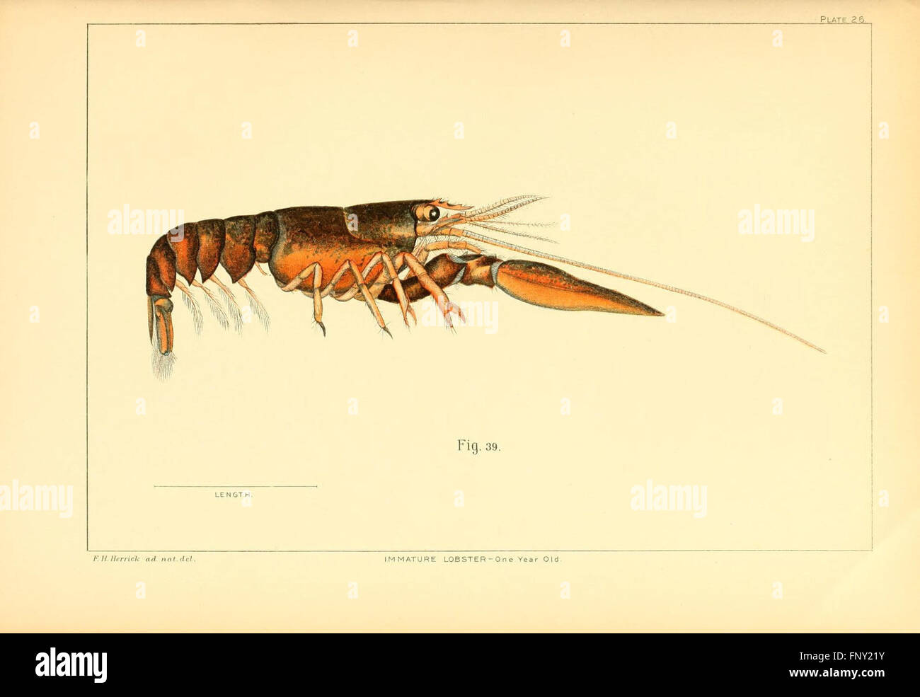 This work provides detailed information about the American lobster ...