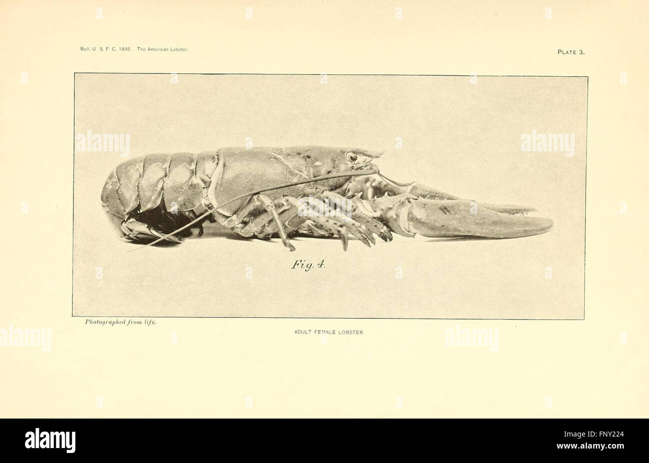 Plate 3 from 'The American Lobster' illustrates the characteristics and ...