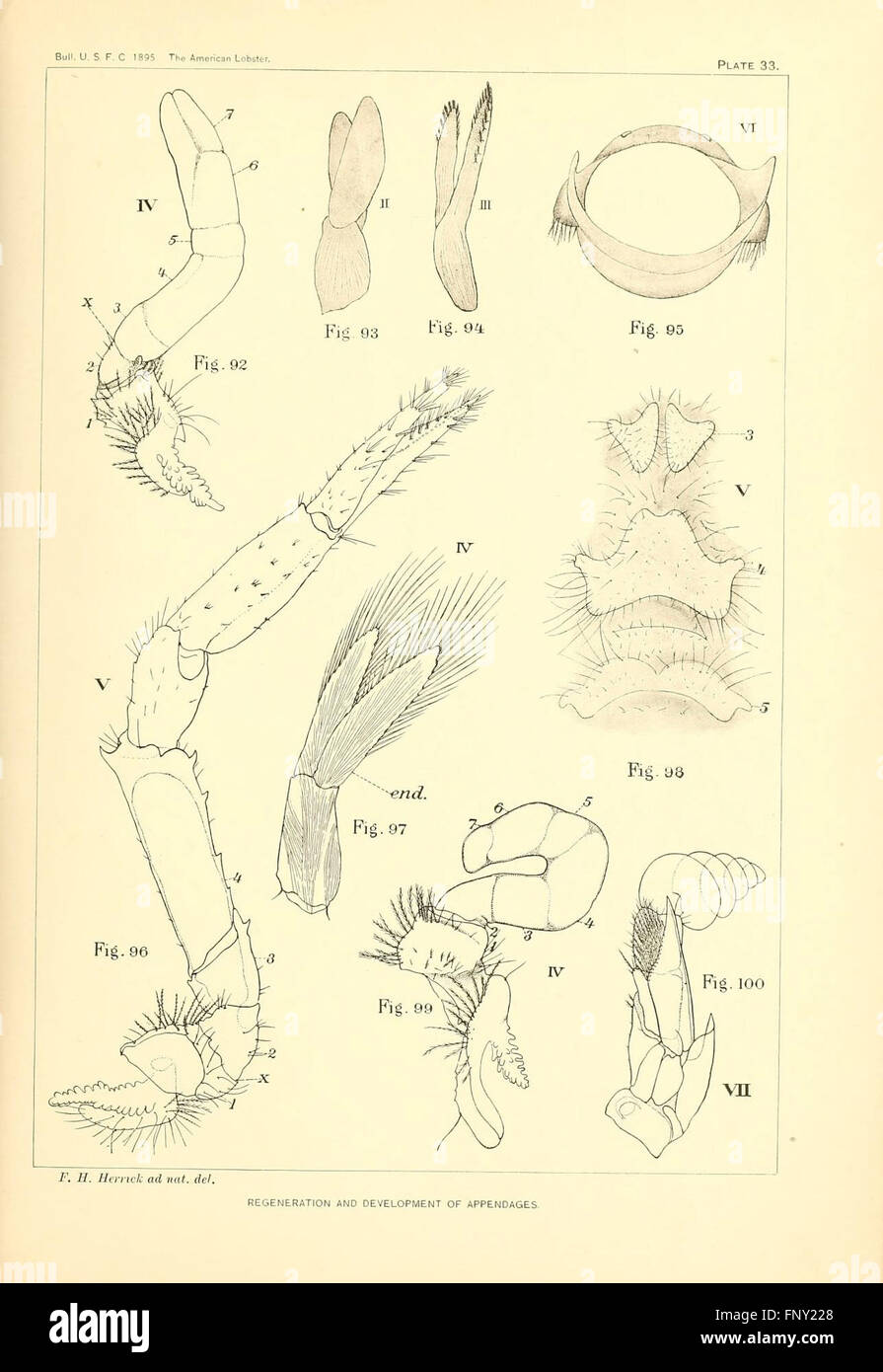 This illustration depicts the American lobster, showcasing its distinct ...
