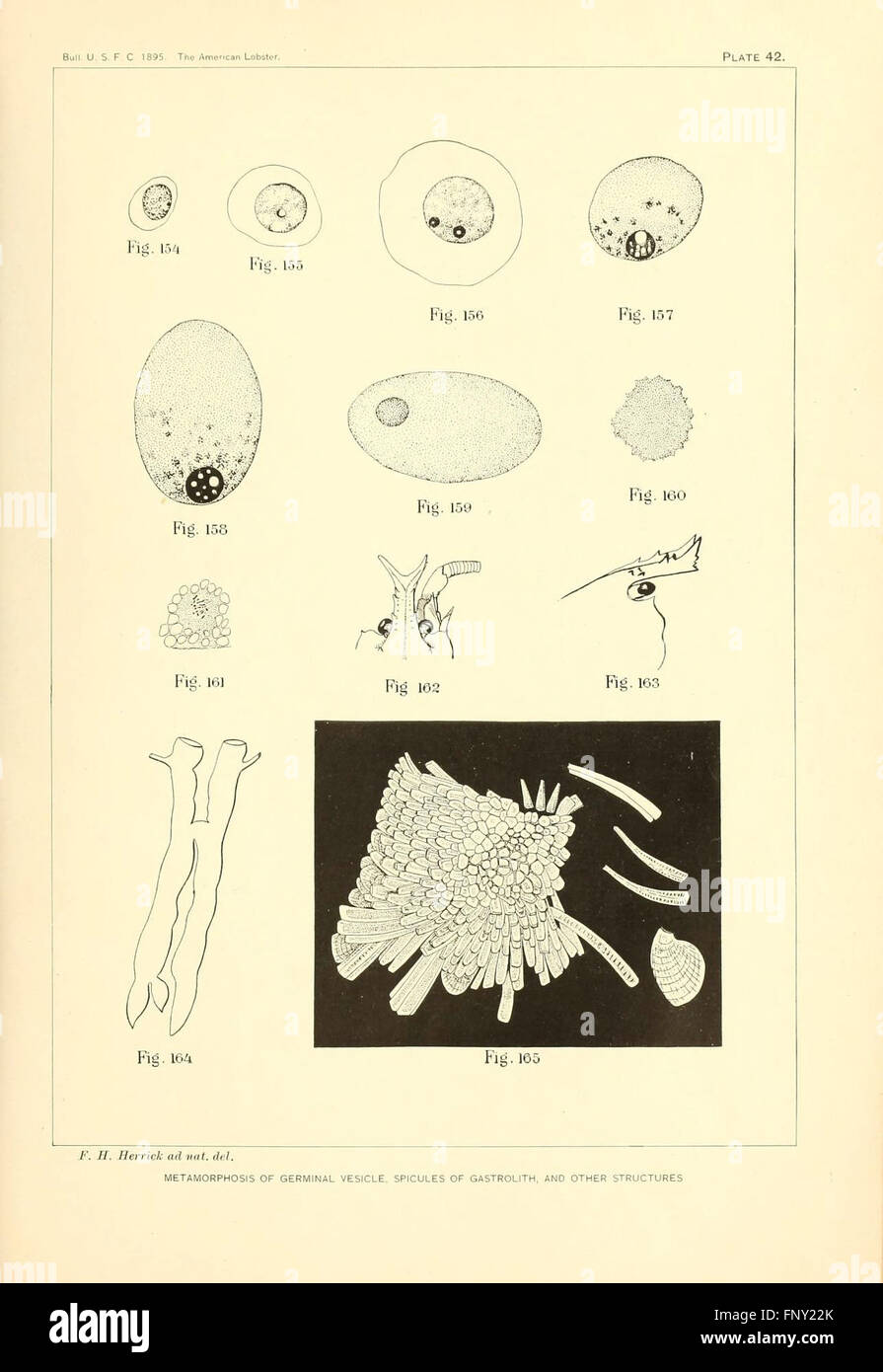 Plate 42 depicts the American lobster, a marine crustacean known for ...