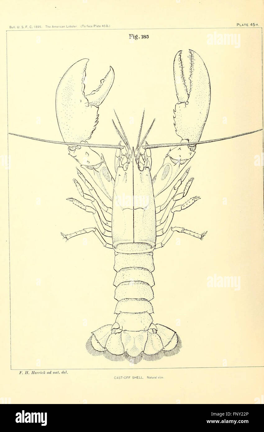 This plate features the American lobster, focusing on its anatomy ...