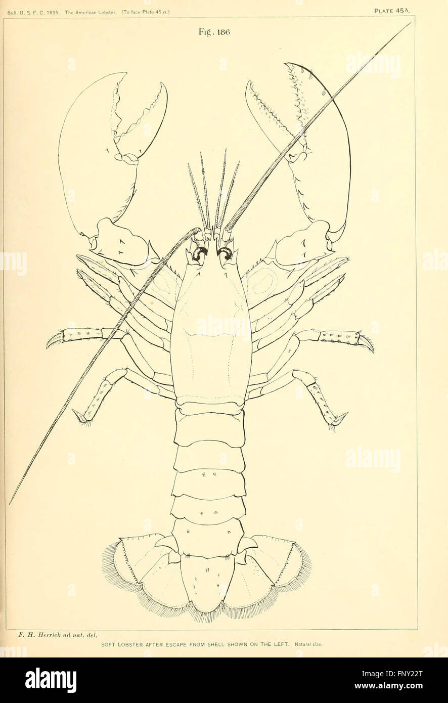 This plate features detailed illustrations of the American lobster ...