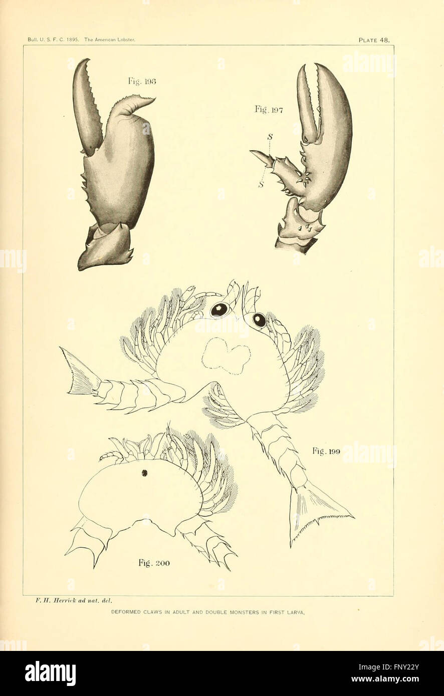 An illustration of the American lobster, depicting its anatomy ...