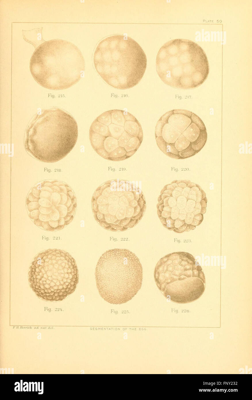 This plate illustrates the American lobster, a key species in marine ...