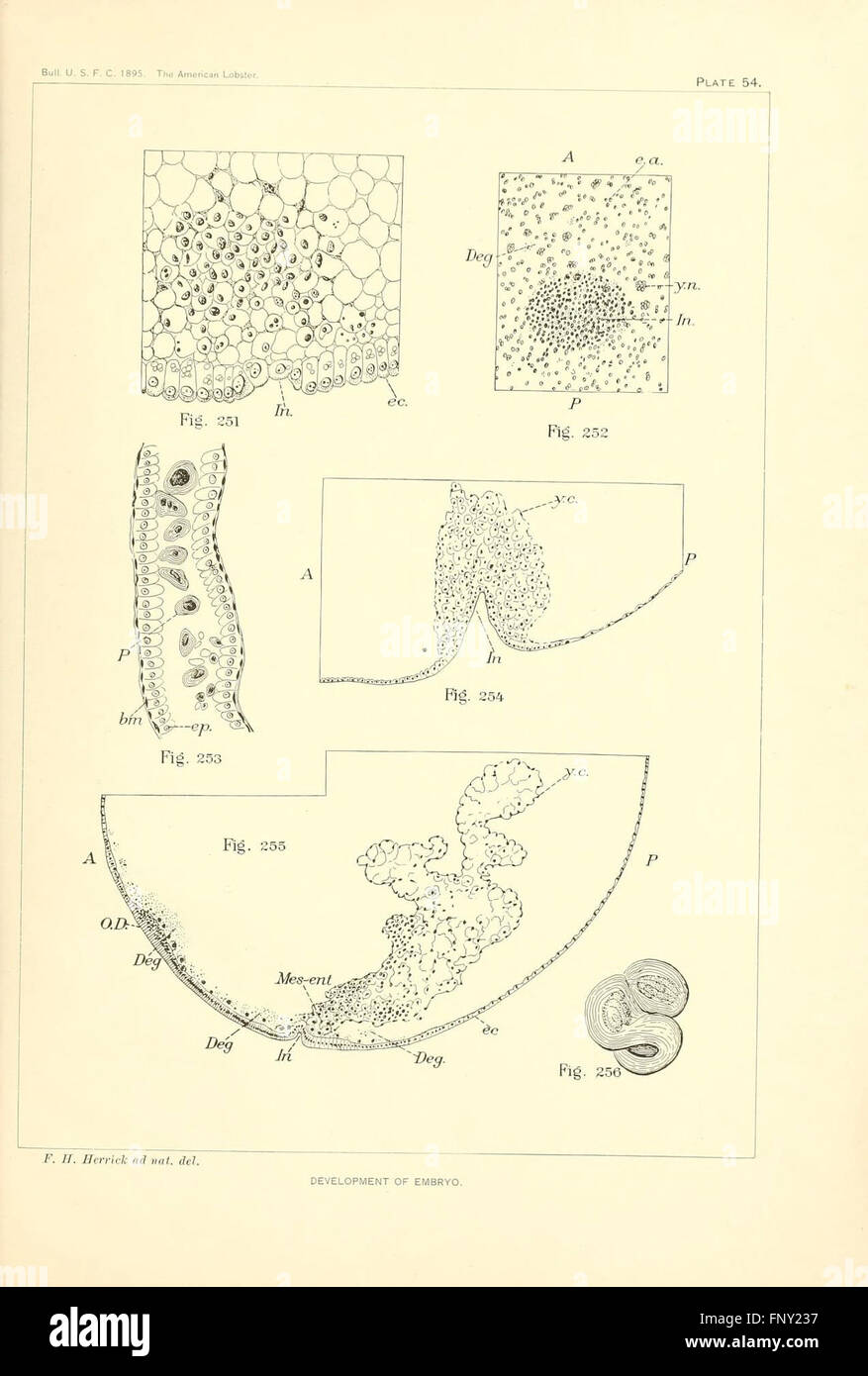 Plate 54 features a detailed illustration of the American lobster ...
