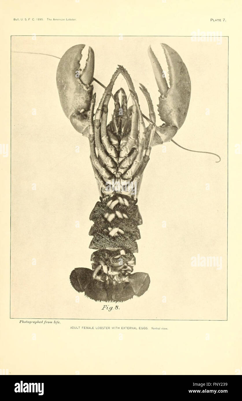 'The American Lobster' (Plate 7) provides detailed illustrations and ...