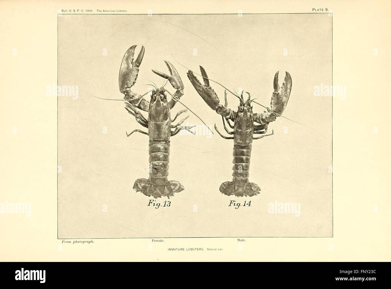 This publication offers a detailed study of the American lobster ...