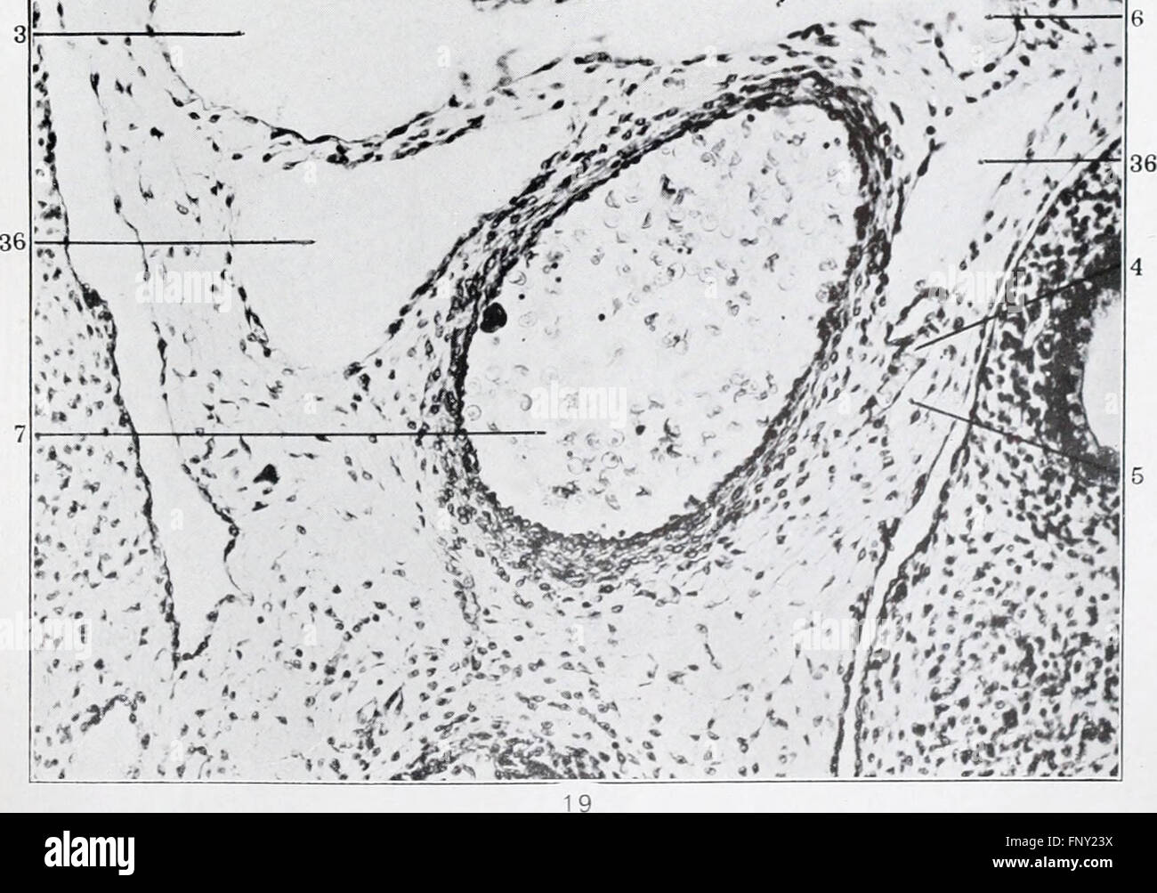 Diagram Of Cats Lymphatic System Animation Of A Cat's Lympha