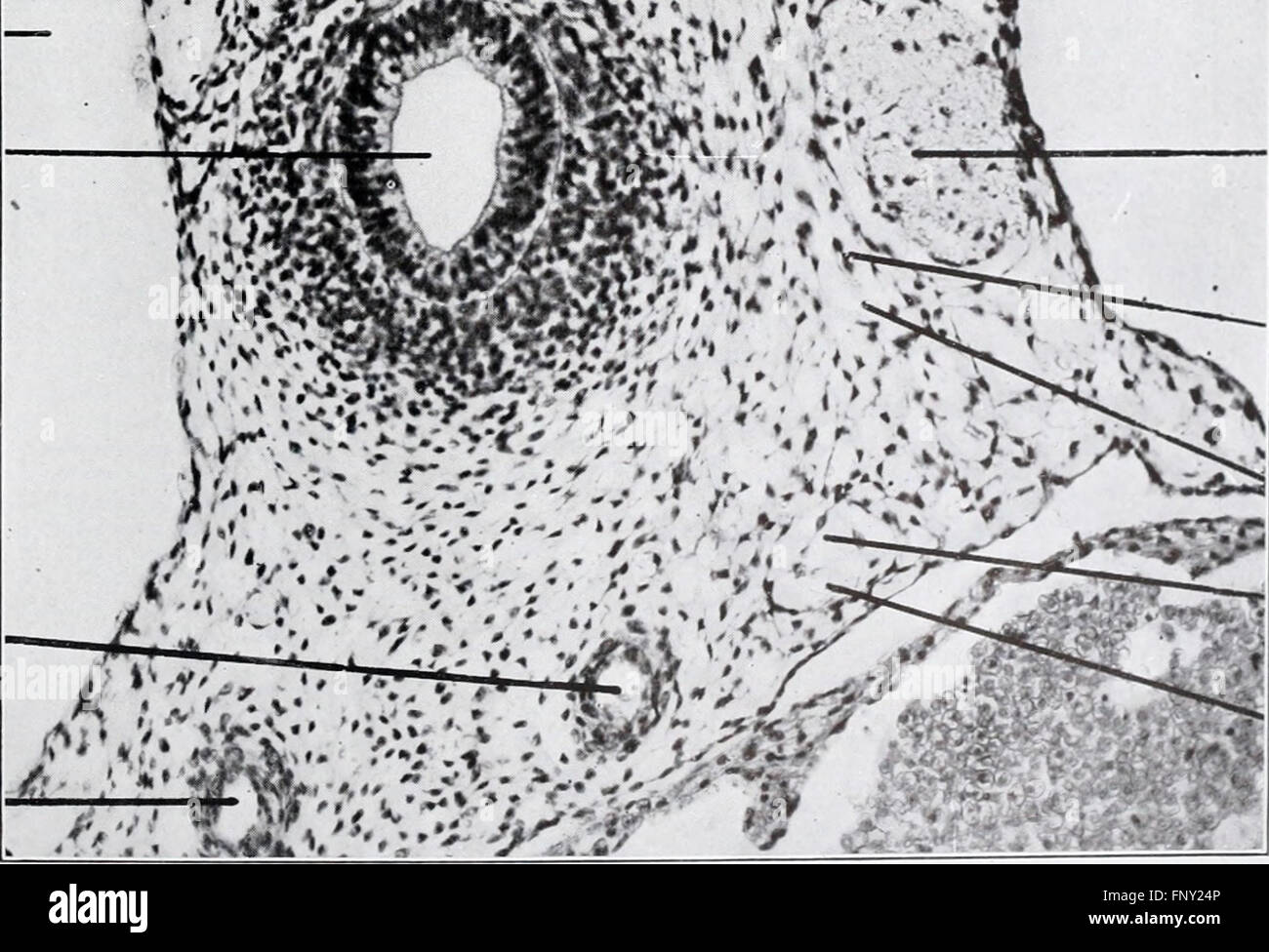 This study examines the anatomy and development of the lymphatic system ...