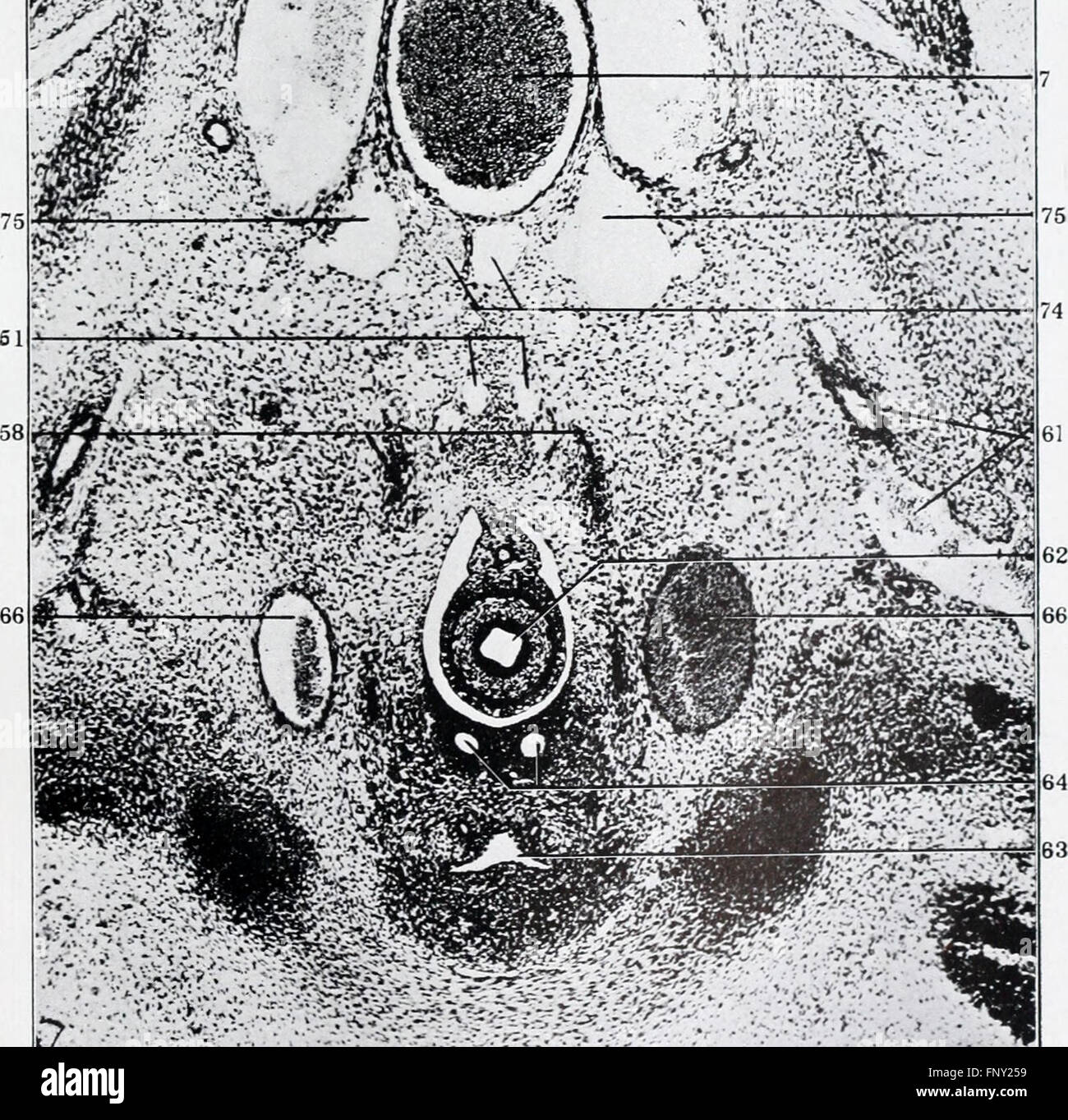 This 1911 study explores the structure and growth of the lymphatic ...