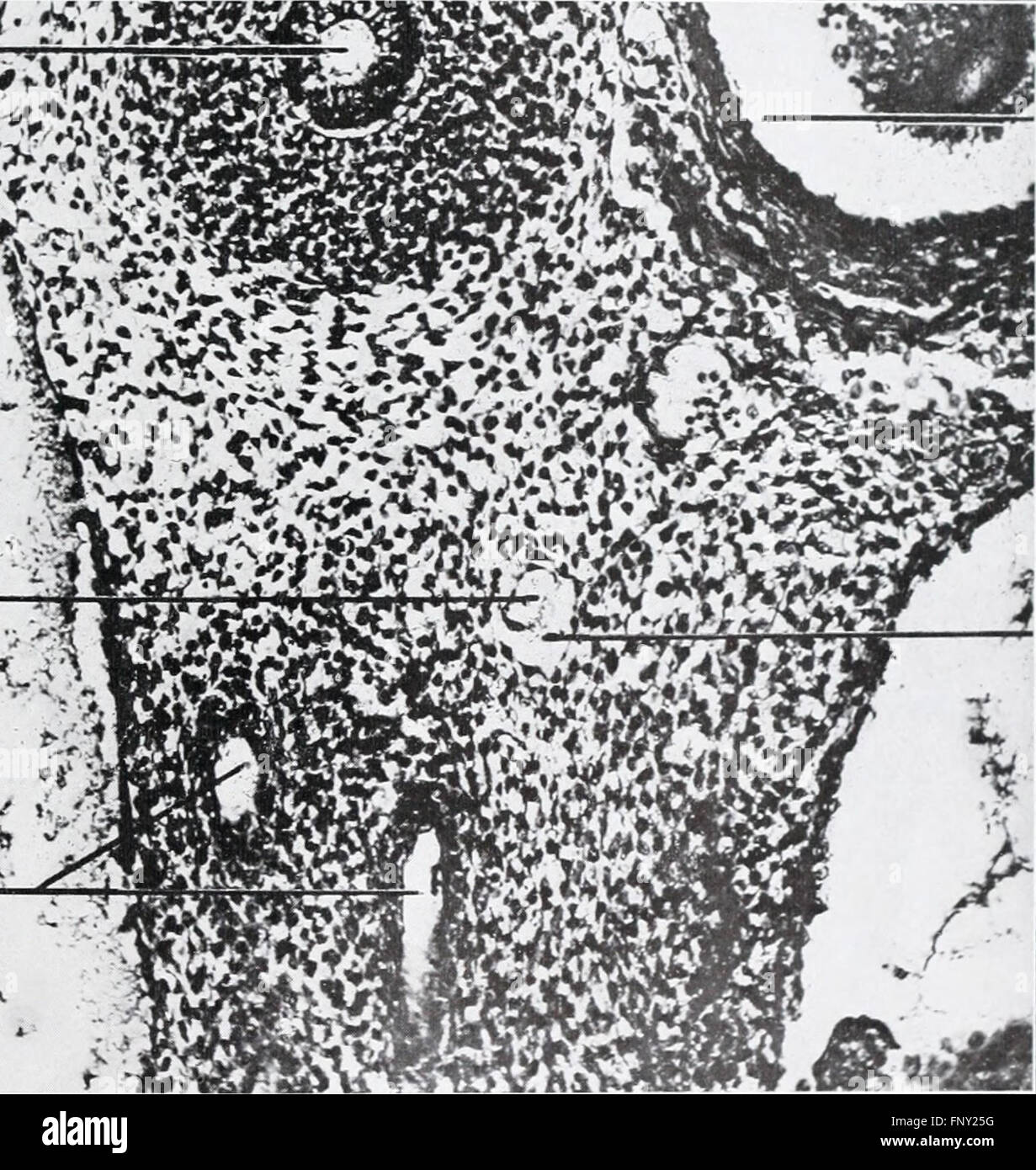 This 1911 scientific study focuses on the anatomy and development of ...