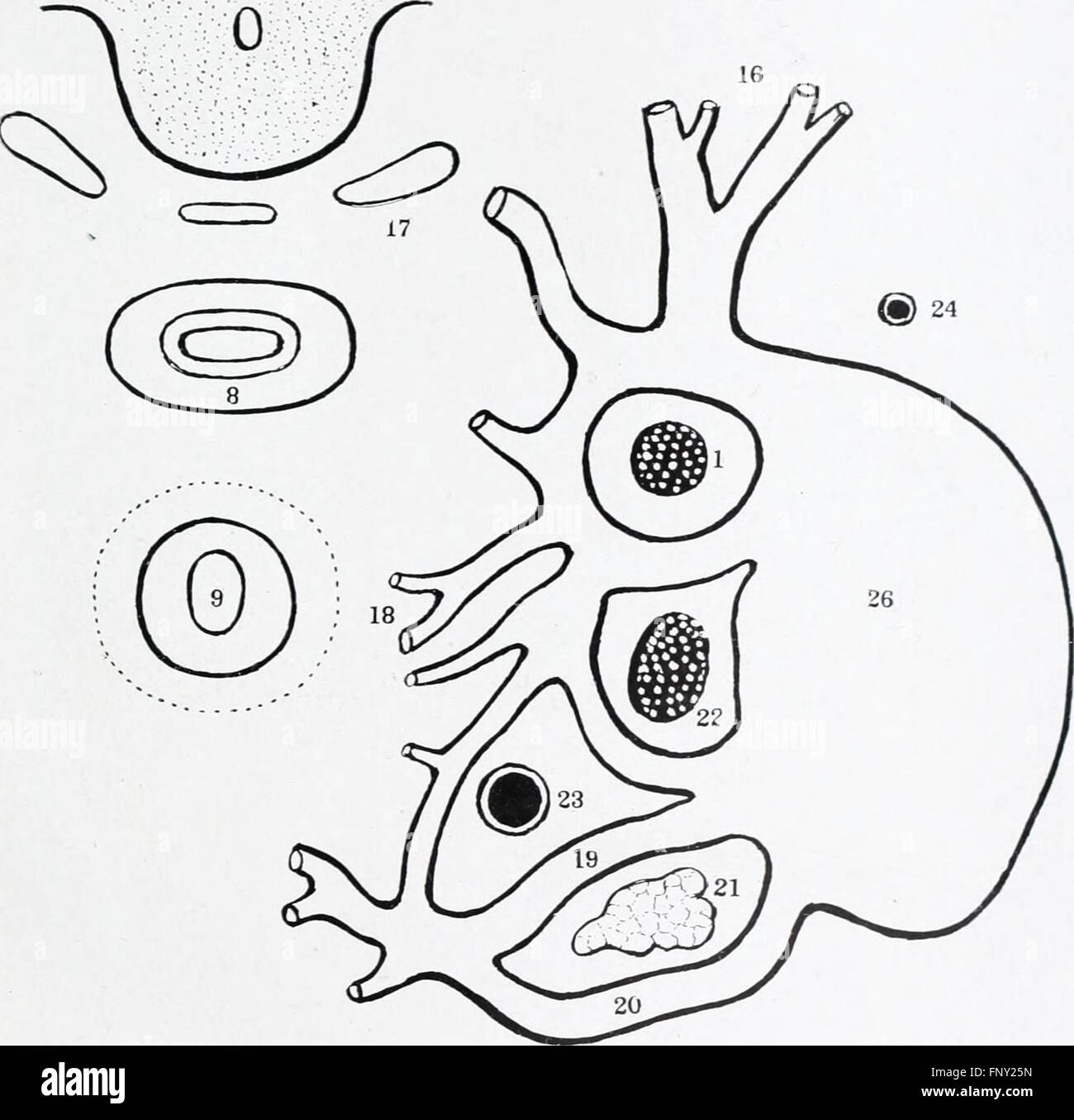 This 1911 study examines the anatomy and development of the systemic ...