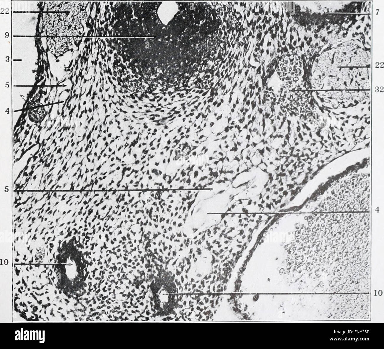Diagram Of Cats Lymphatic System Animation Of A Cat's Lympha