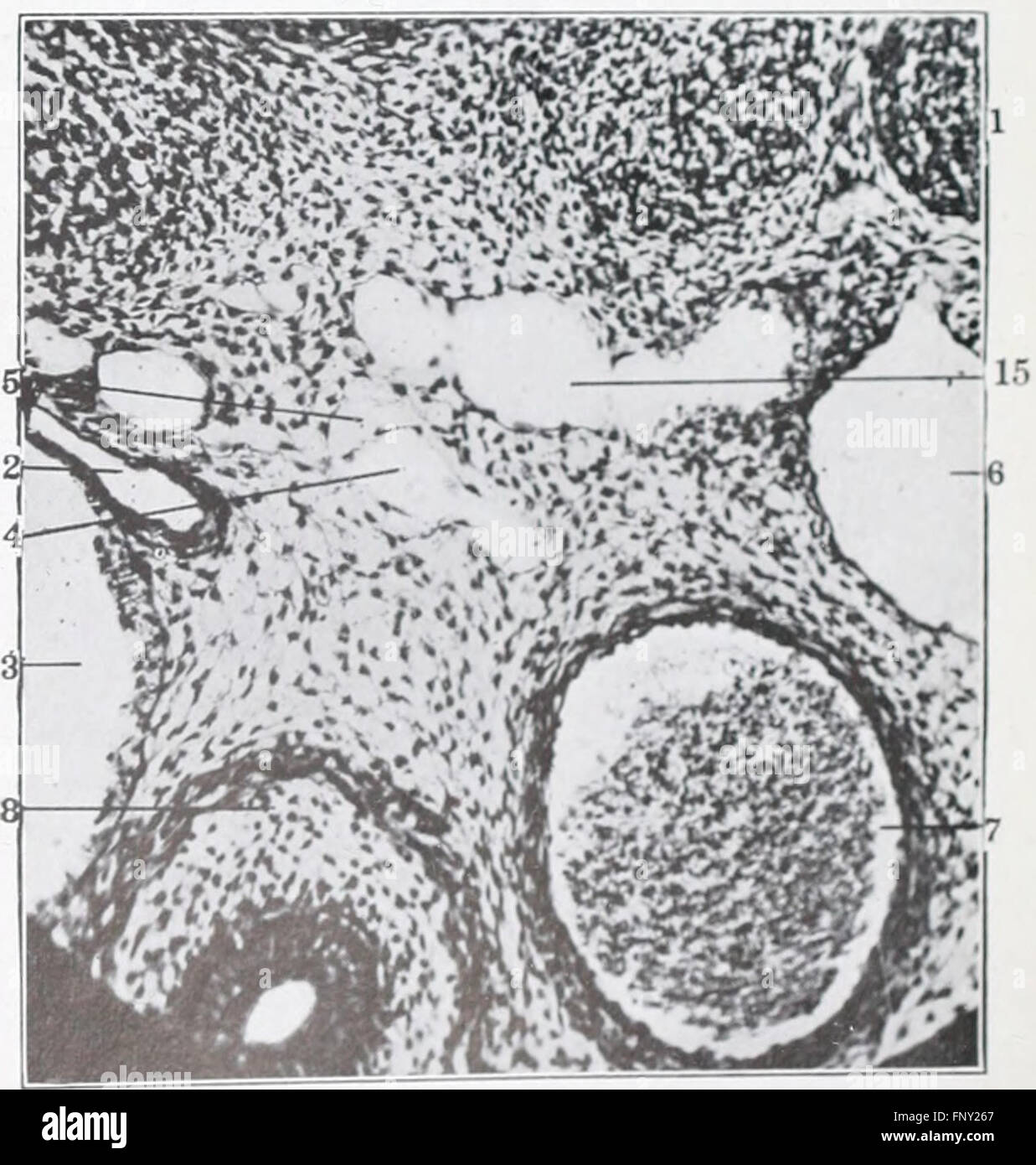 This 1911 study examines the anatomy and development of the systemic ...