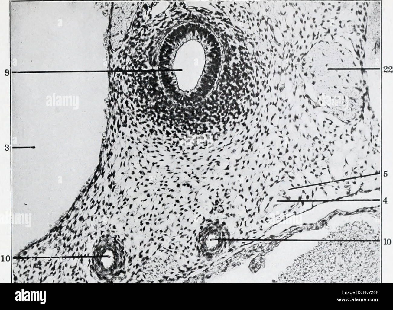This 1911 study explores the anatomy and development of the lymphatic ...