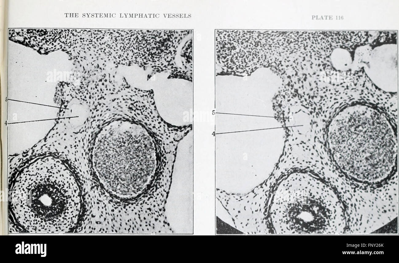 This study on the systemic lymphatic vessels in domestic cats focuses ...