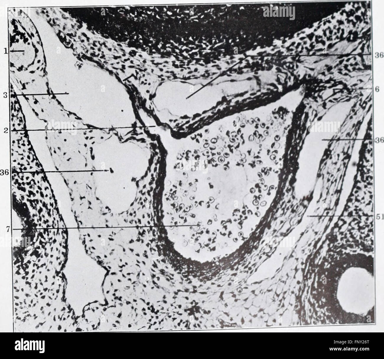 A scientific study on the anatomy and development of the lymphatic ...
