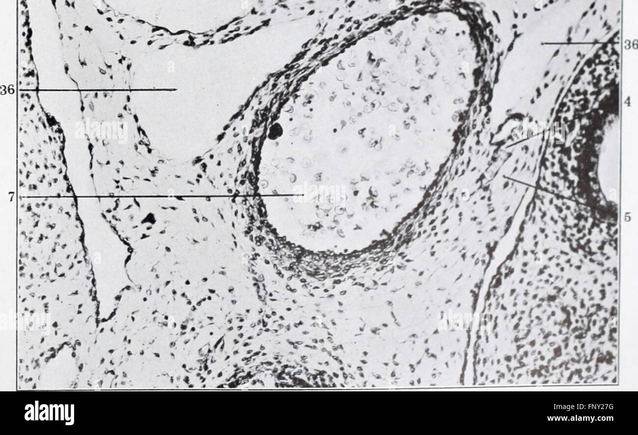 This study (1911) explores the anatomy and development of the lymphatic ...