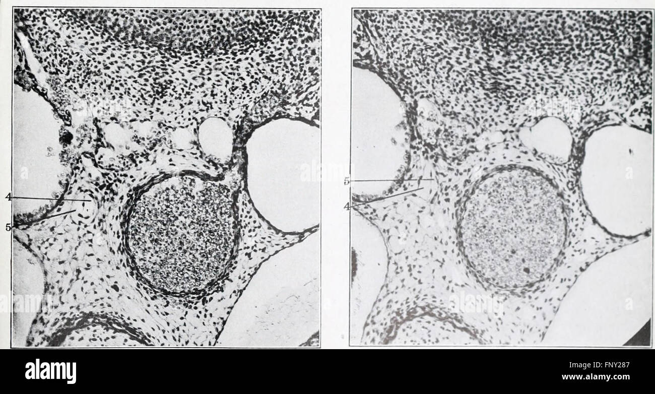 This 1911 study examines the anatomy and development of the systemic ...