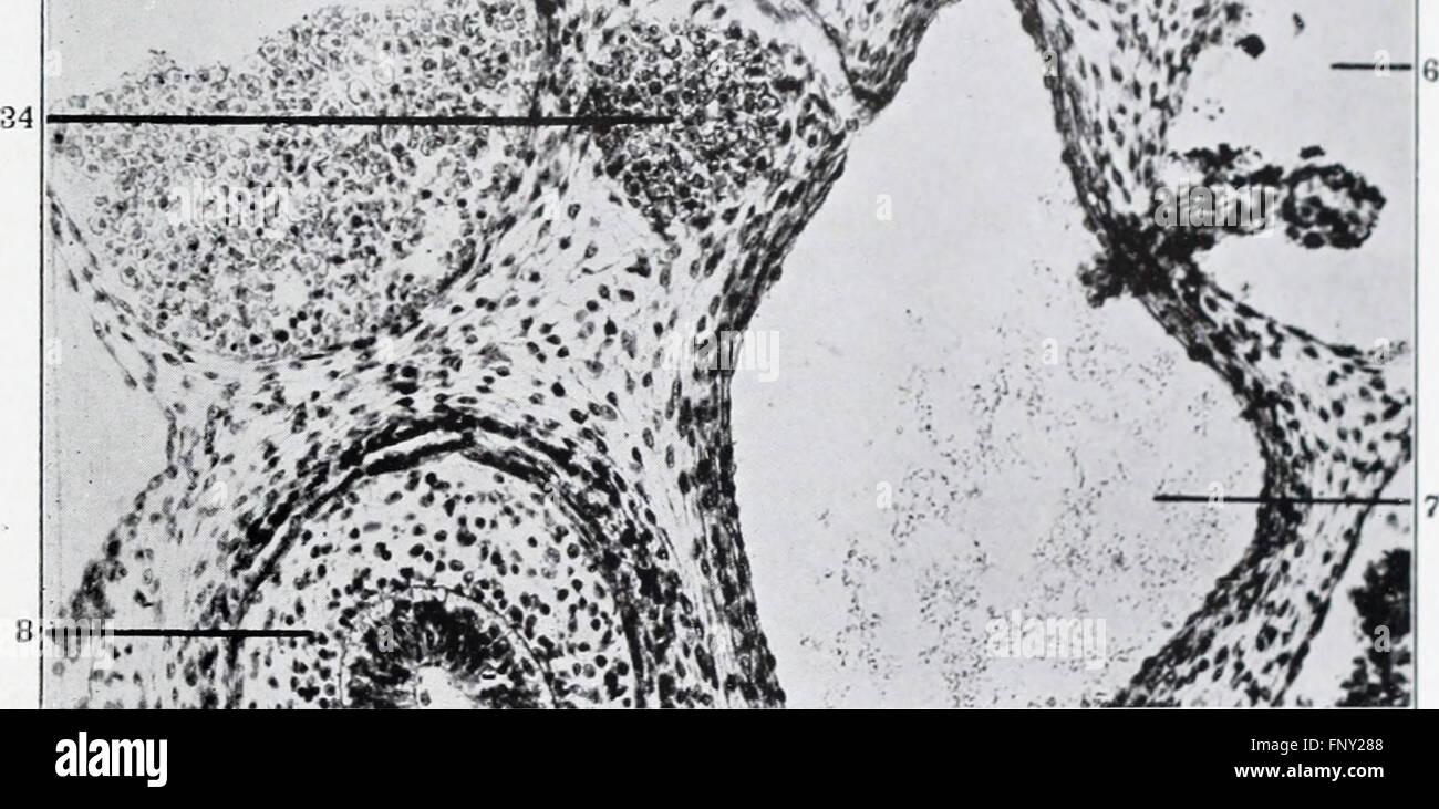 This 1911 study focuses on the anatomy and developmental stages of the ...