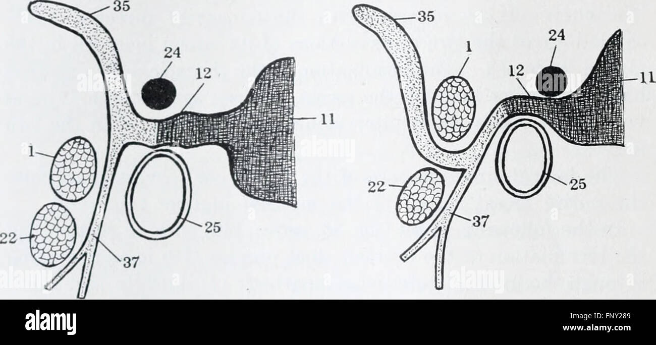 This 1911 study focuses on the anatomy and development of the lymphatic ...