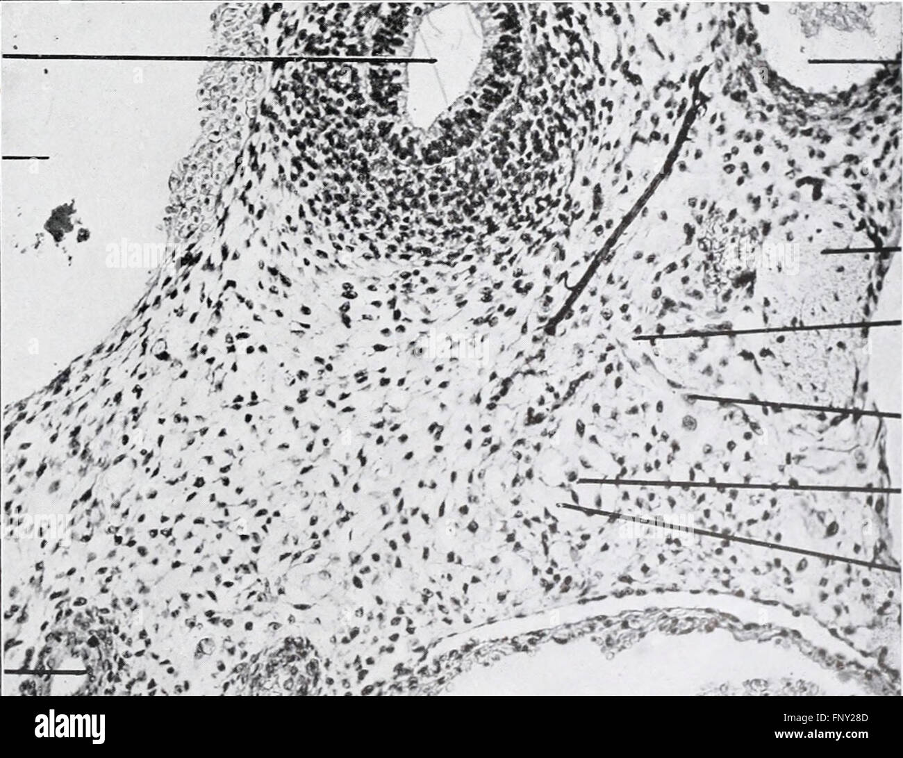 This 1911 study focuses on the anatomy and development of the systemic ...