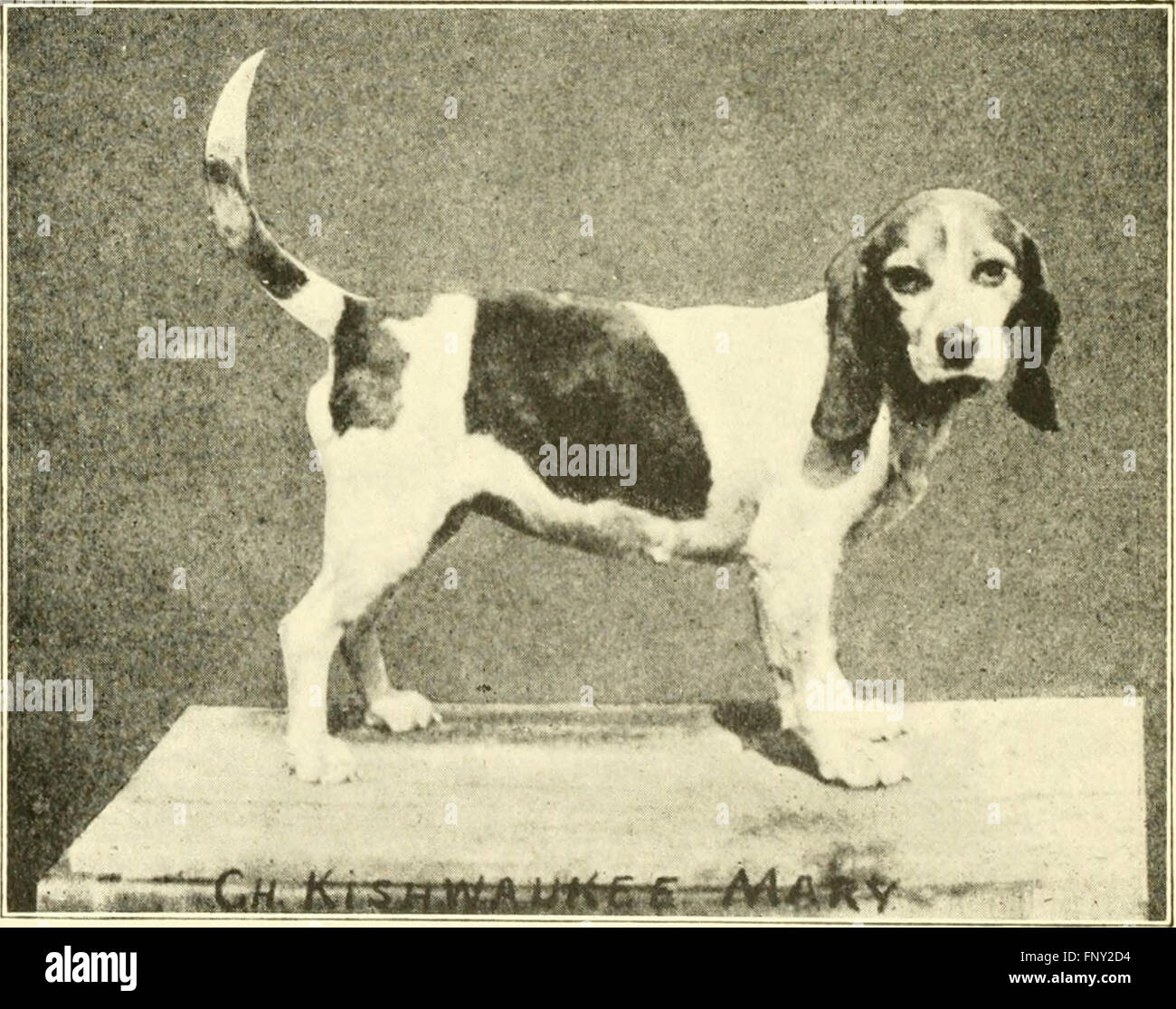 This book explores the history and development of the Beagle breed in ...