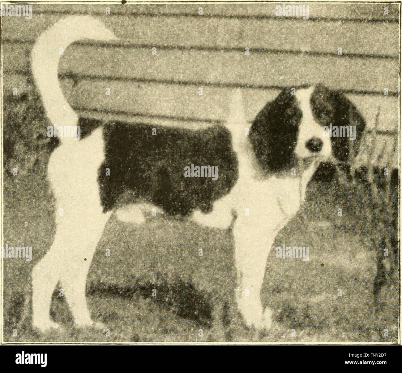 This 1920 book explores the history, characteristics, and development ...