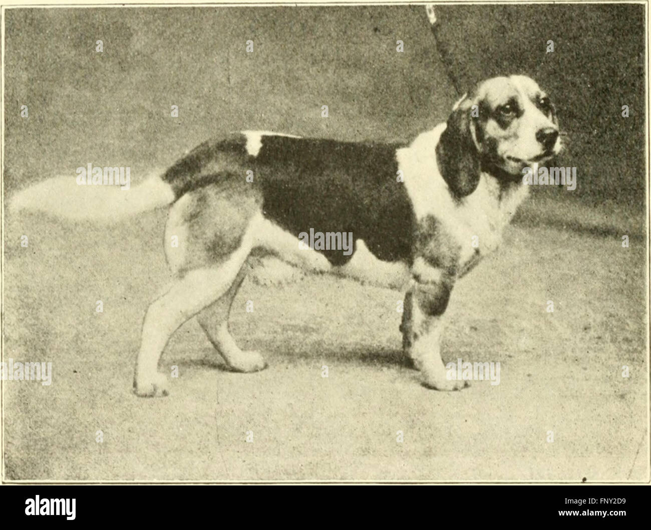 This 1920 publication covers the history, characteristics, and breeding ...