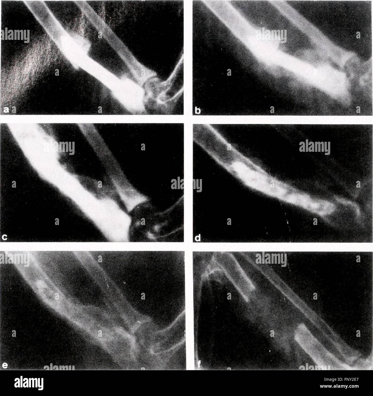 The Biological bulletin Stock Photo - Alamy
