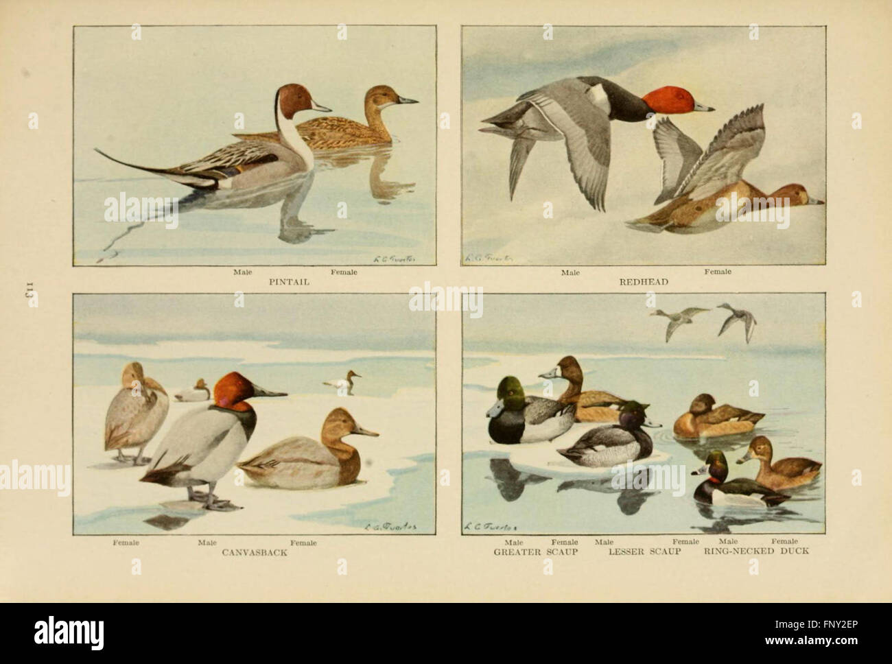 This page from 'The Book of Birds' features detailed descriptions and ...