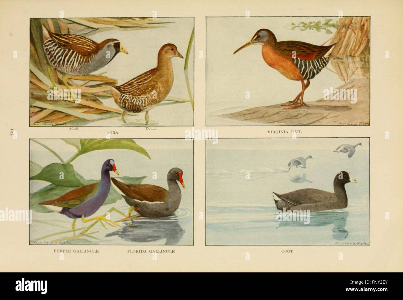 This publication presents an illustrated guide to various bird species ...