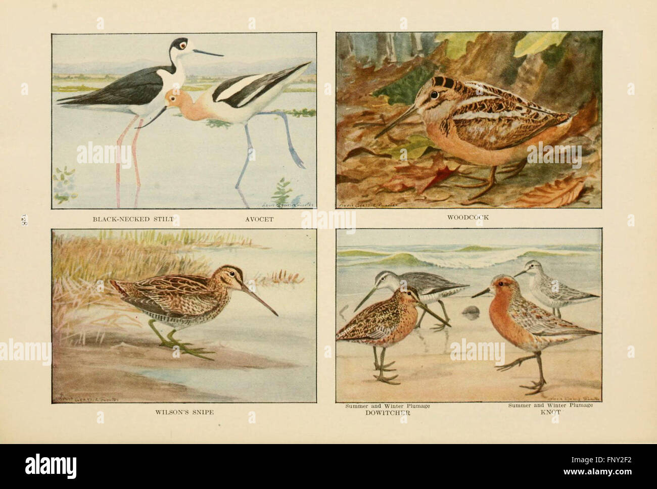 'The Book of Birds' offers a comprehensive guide to various bird ...