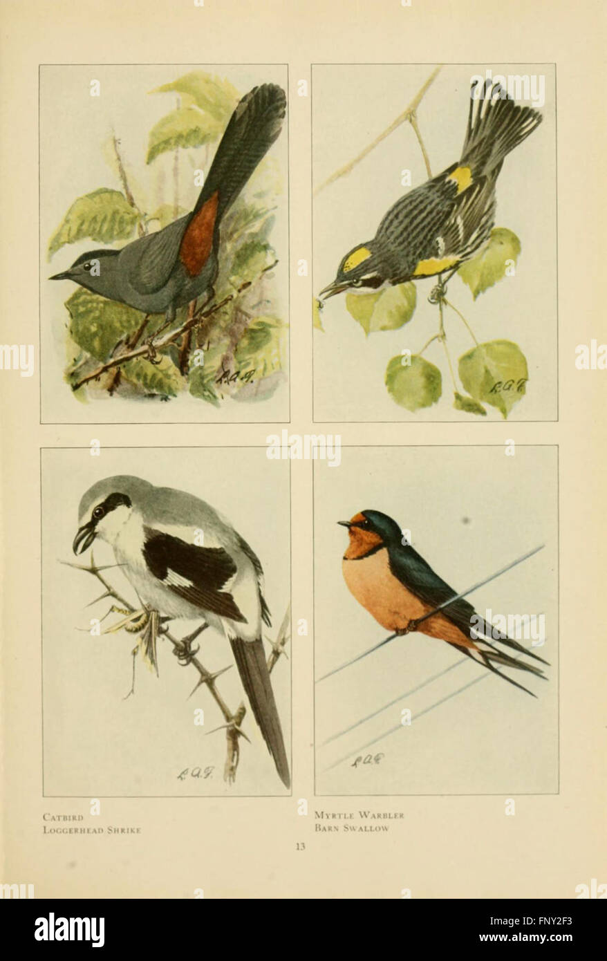 'The Book of Birds' is a detailed work on avian species, providing ...