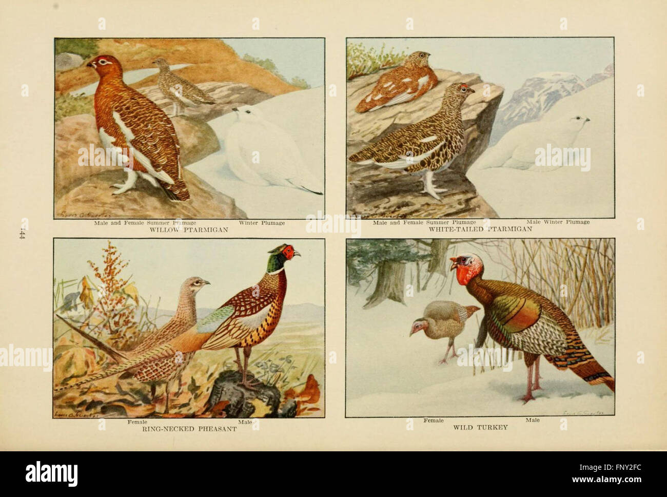 144 pages hi-res stock photography and images - Alamy